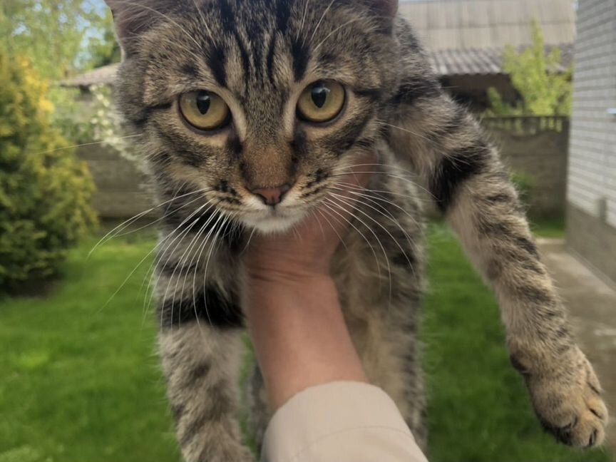 Котята