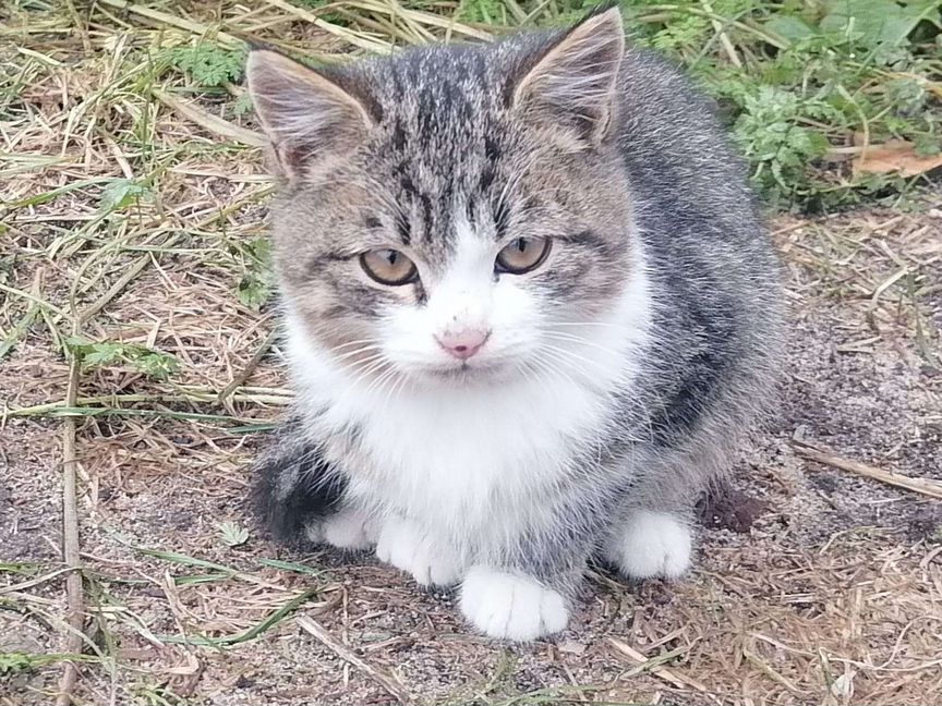Возьмите счастье в дом котики котята кошечки