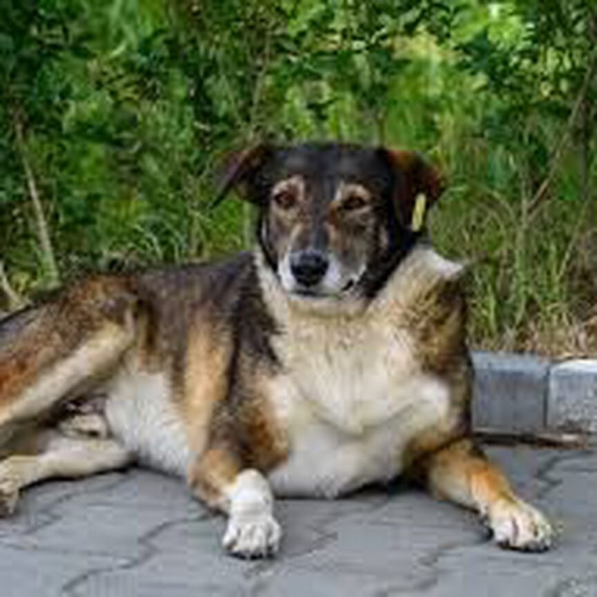 Бездомная собака,отдам в добрые руки