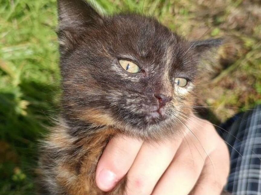 Котенак