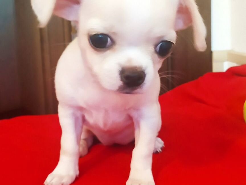 Чихуахуа девочка мини