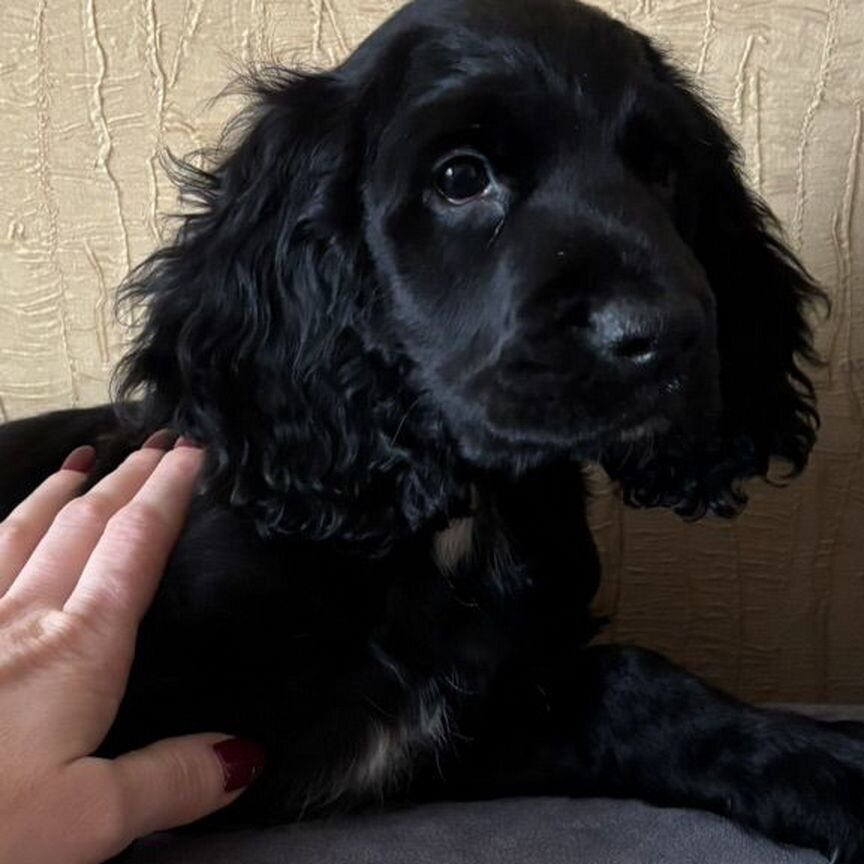 Кокер спаниель, щенок