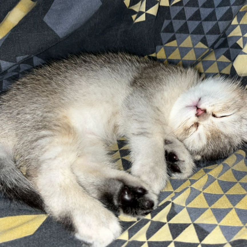 Котята шотландская шиншилла