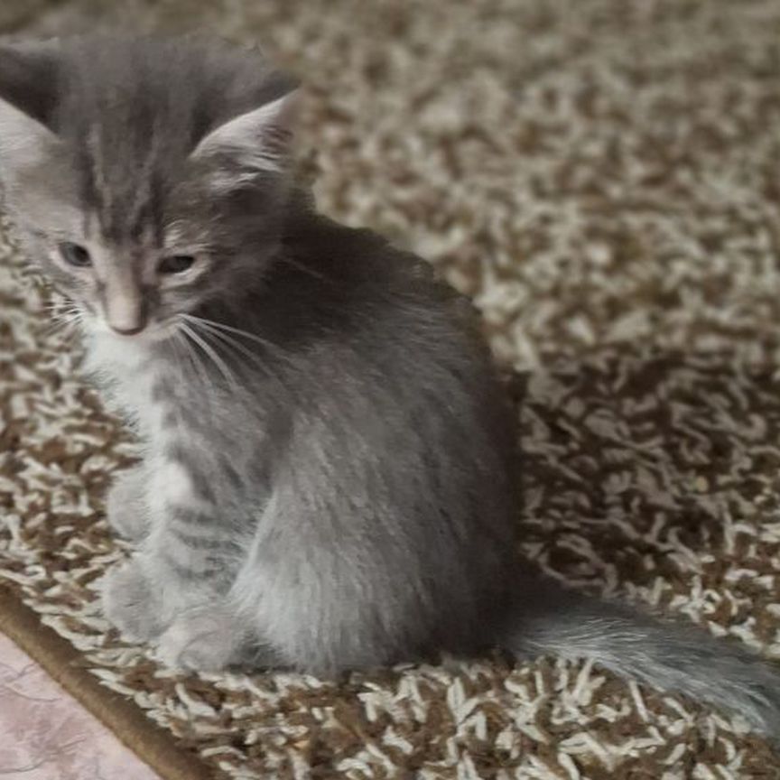 Европейский короткошёрстный котёнок