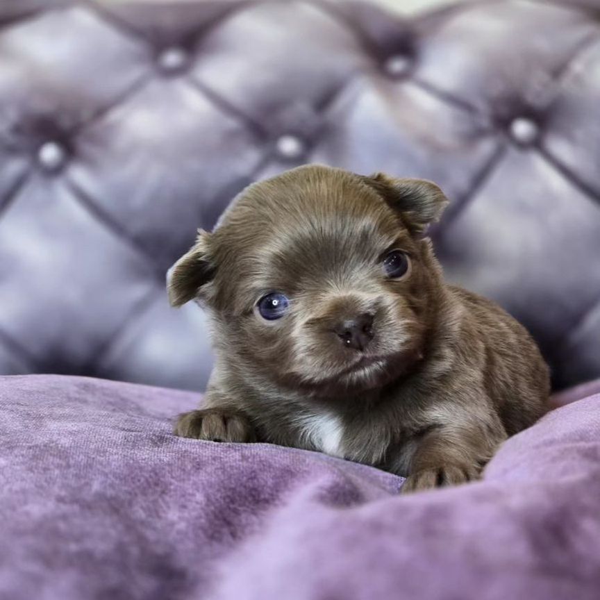 Чихуахуа лиловый мальчик