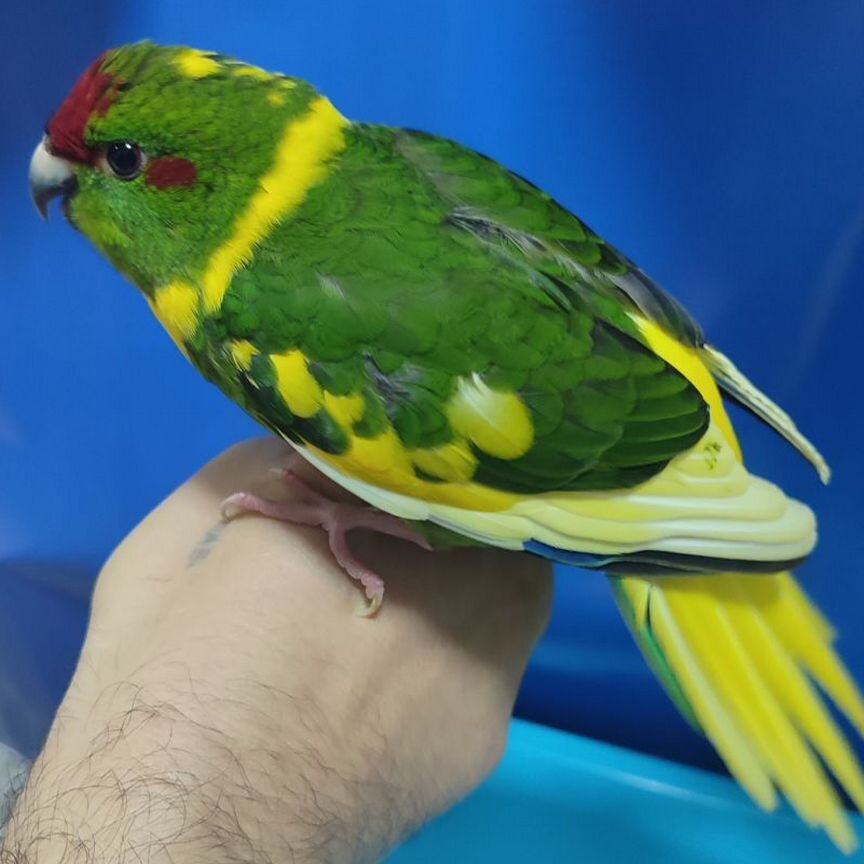 Попугай какарик ручные малыши