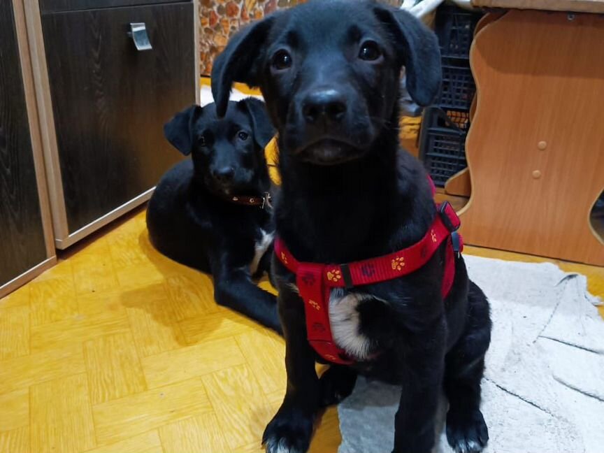 Щенок девочка