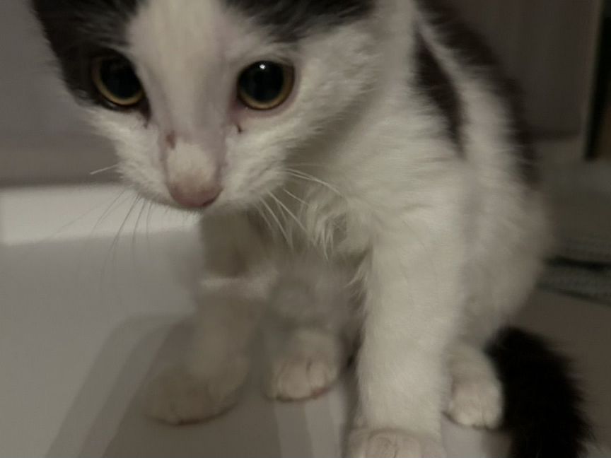 Котенок доброму человеку
