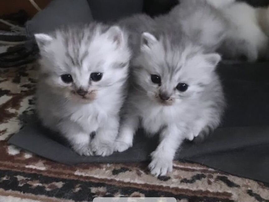 Шотландские прямоухие котята