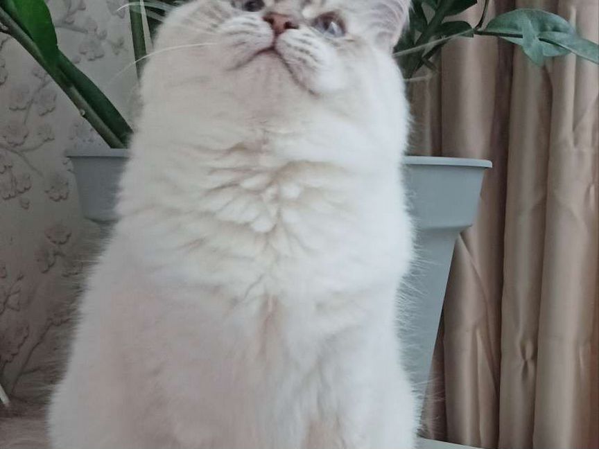 Снежная красавица