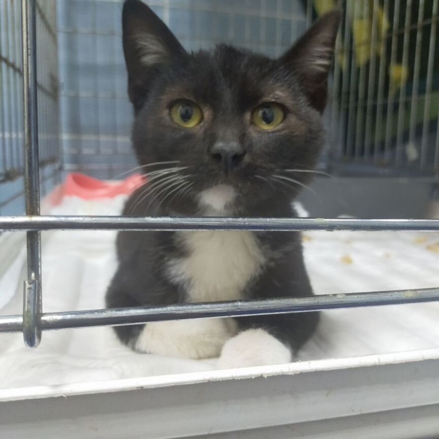 Котенок в клетке