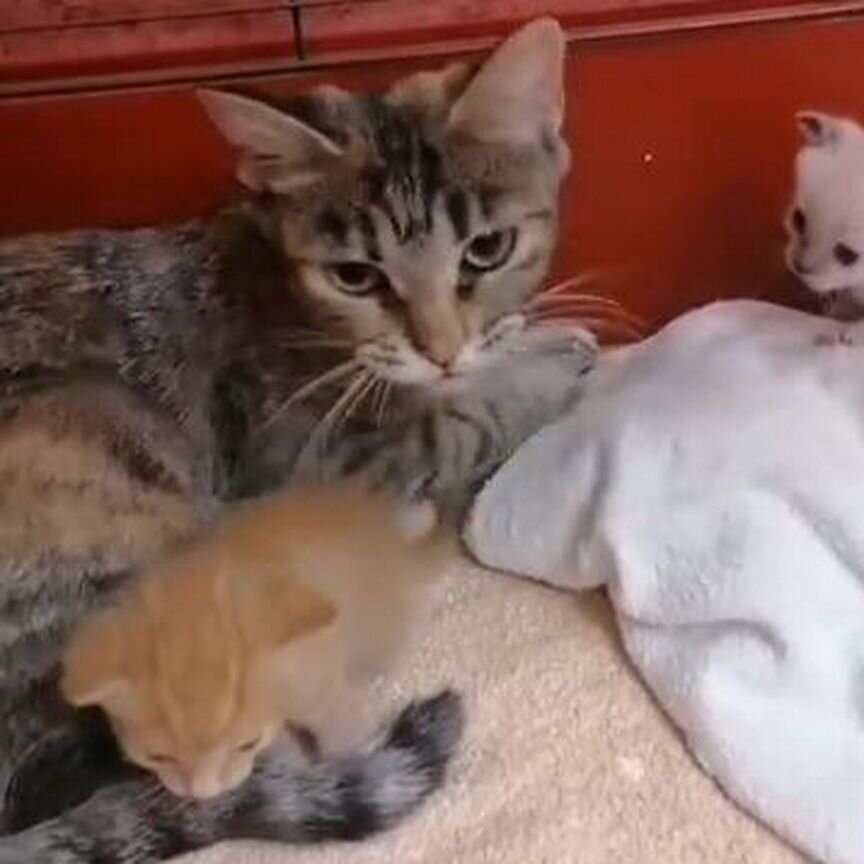 Отдам маму-кошку и двух котят временно передержку
