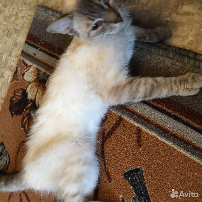 Кошка за символическую плату