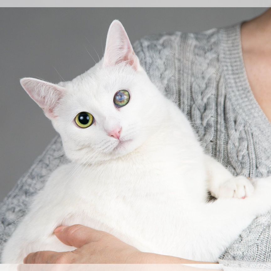 Ласковая белая кошечка Луся