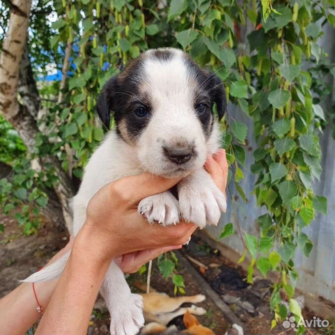 Маленькое Чудо, 1 месяц, в дар на счастье