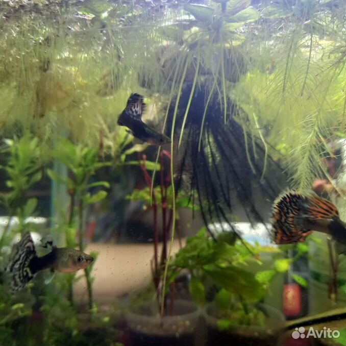 Гуппи Дамбо Красная Мозайка