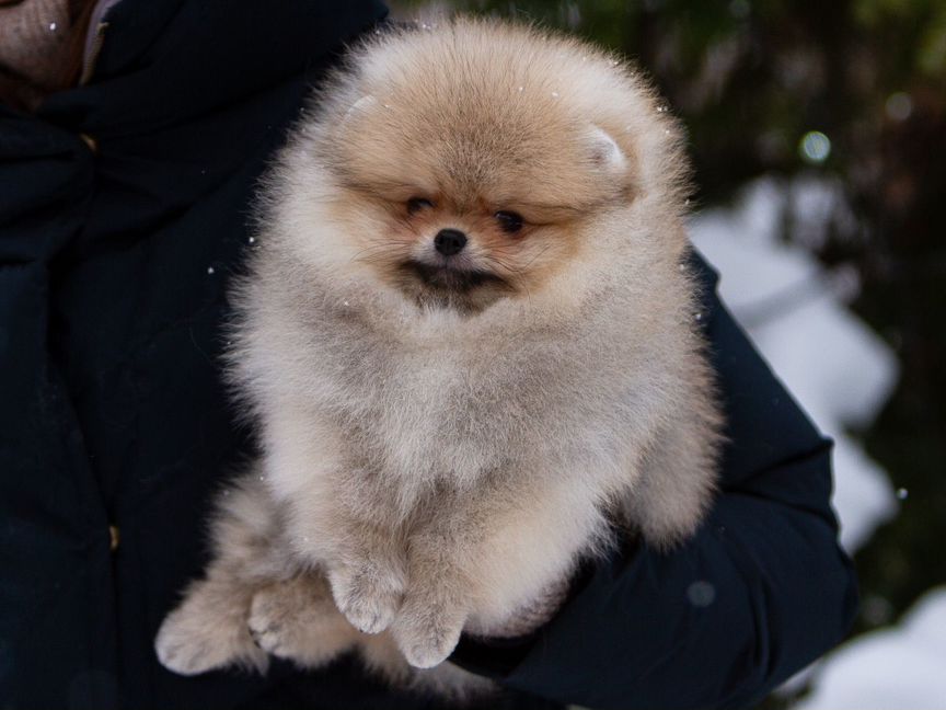 Шикарный мальчик померанского шпица