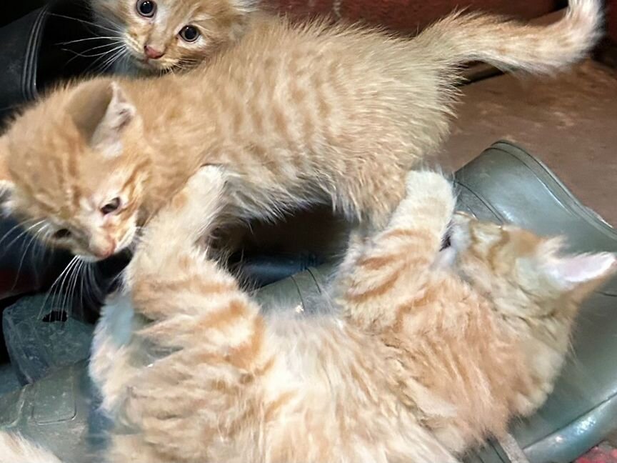 Котята в добрые руки