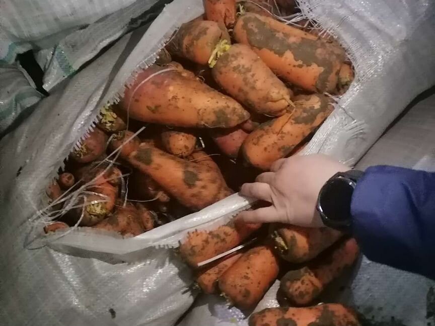 Морковь для животных