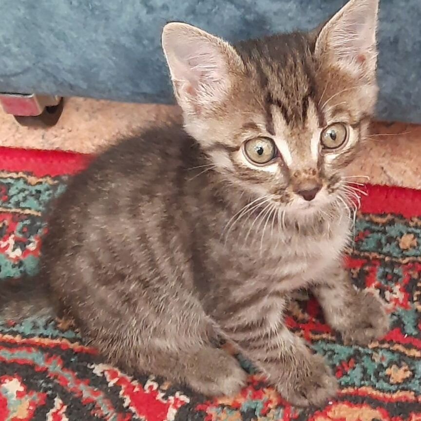 Милый и игривый котик,2 месяца