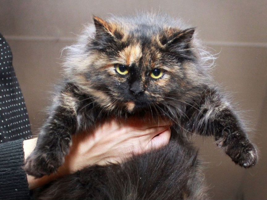 Котенок в добрые руки. Ёжа, меховой шарик