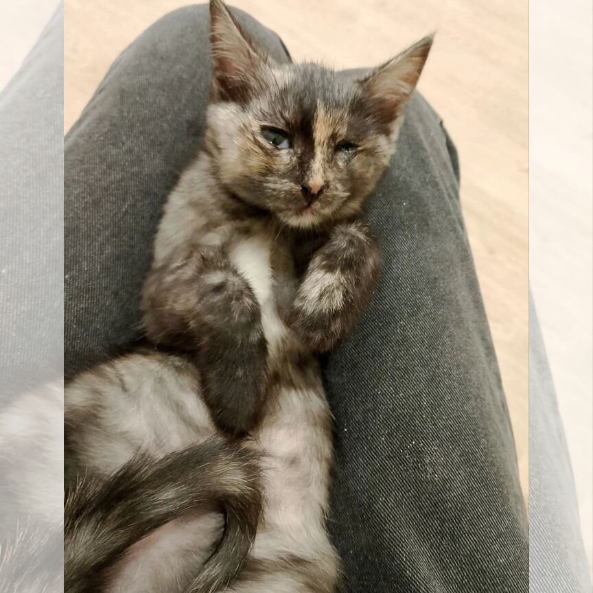 Котенок- одноглазик в добрые руки