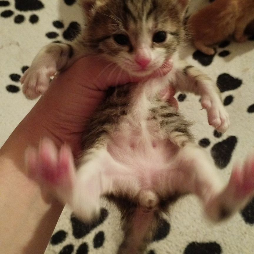 Котятки в добрые руки