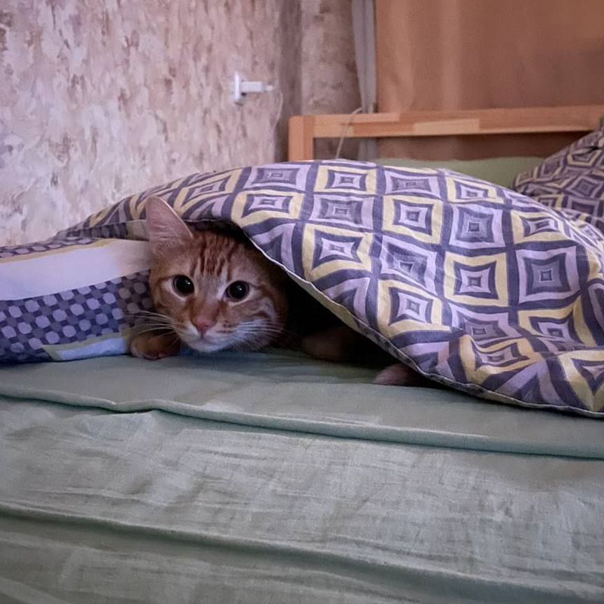 Кот