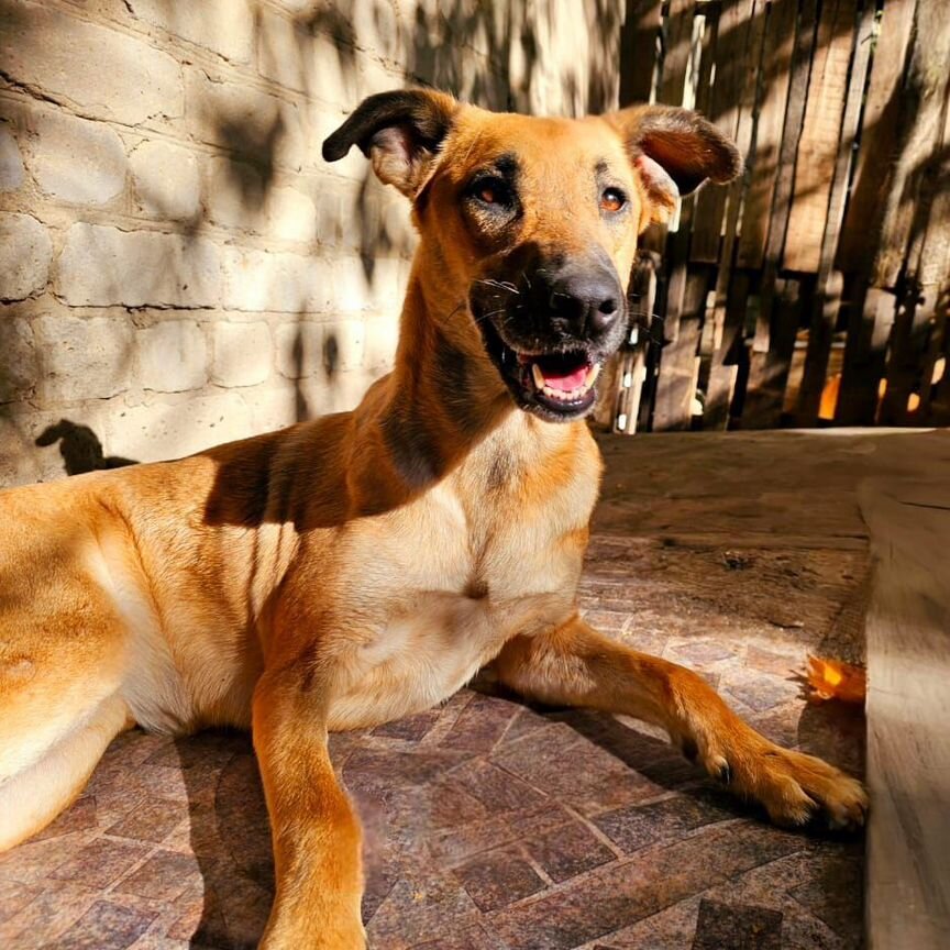 Собака Эмма