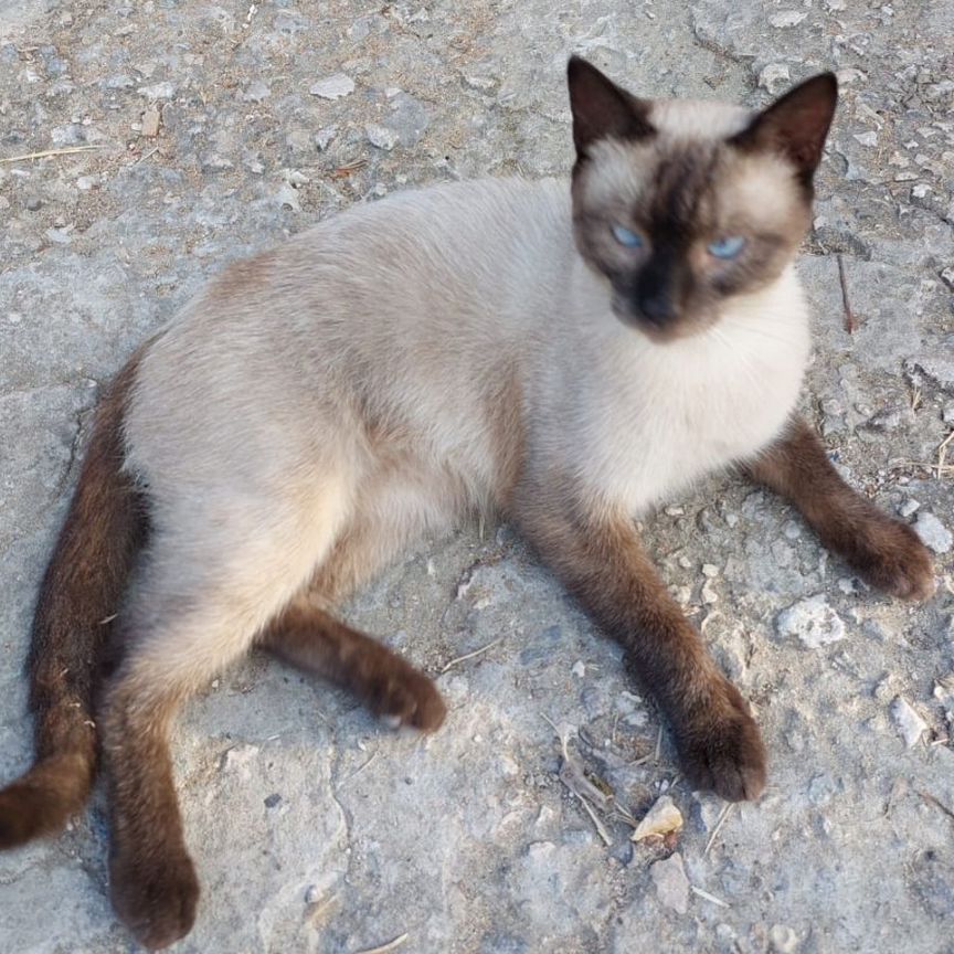 Сиамские кошки бесплатно
