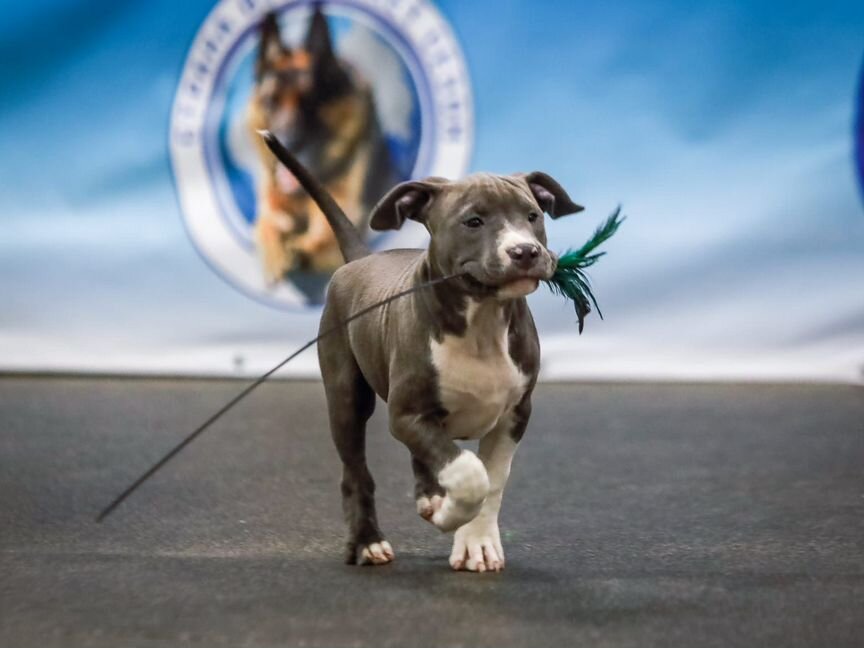 Щенок стаффордширского терьера