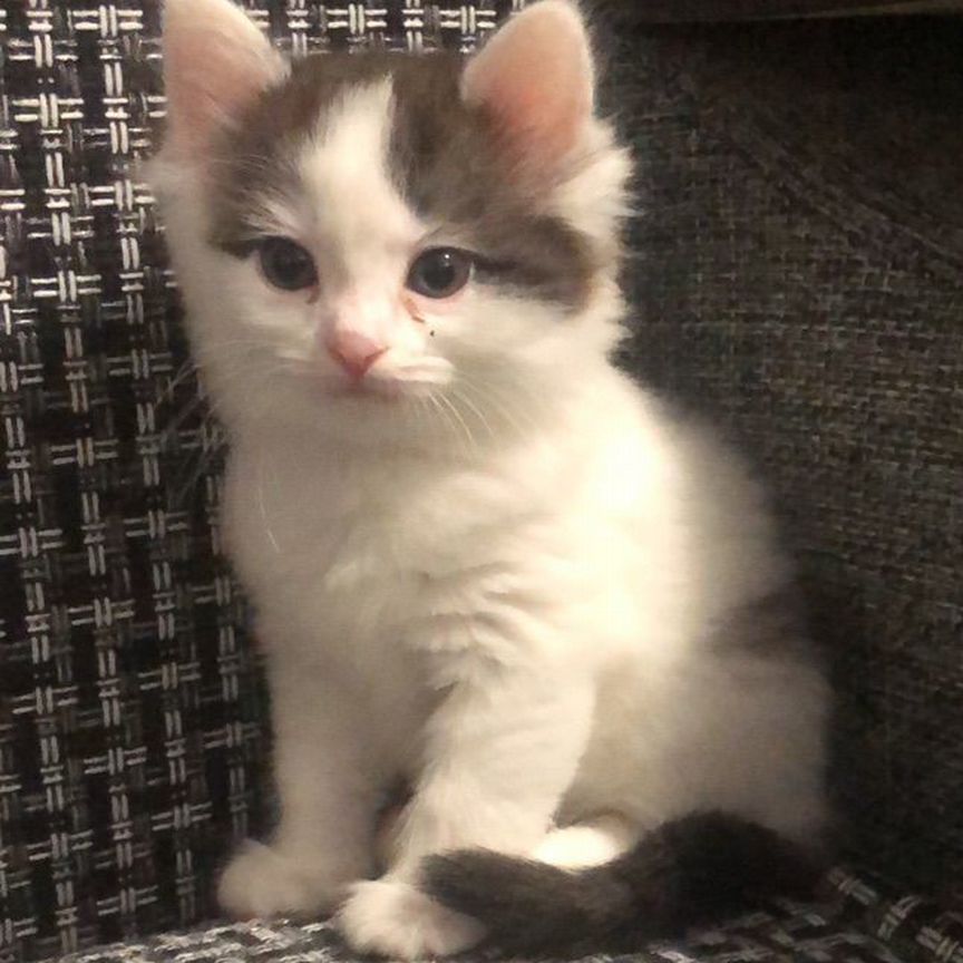Котенок в добрые руки