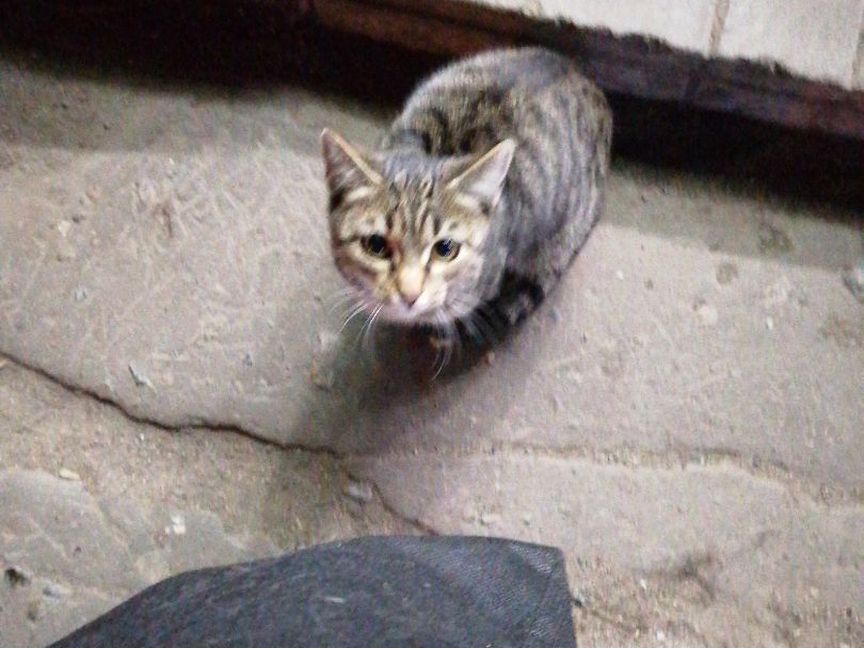 Котик молодой, мес 5