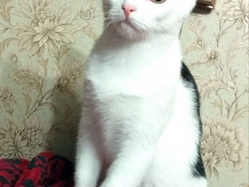 Котятки в добрые руки