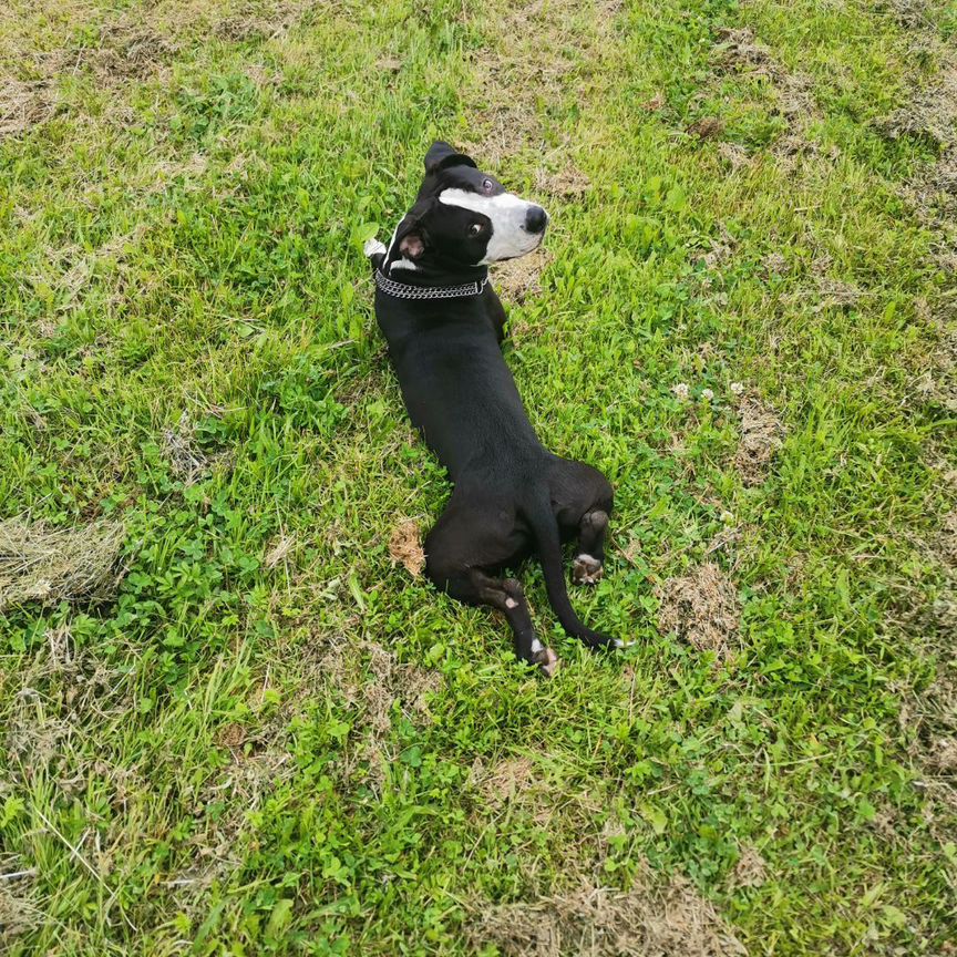 Собака в добрые руки