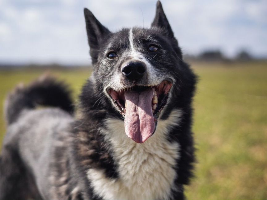 Пёс в добрые руки ищет дом или пeрeдeржку