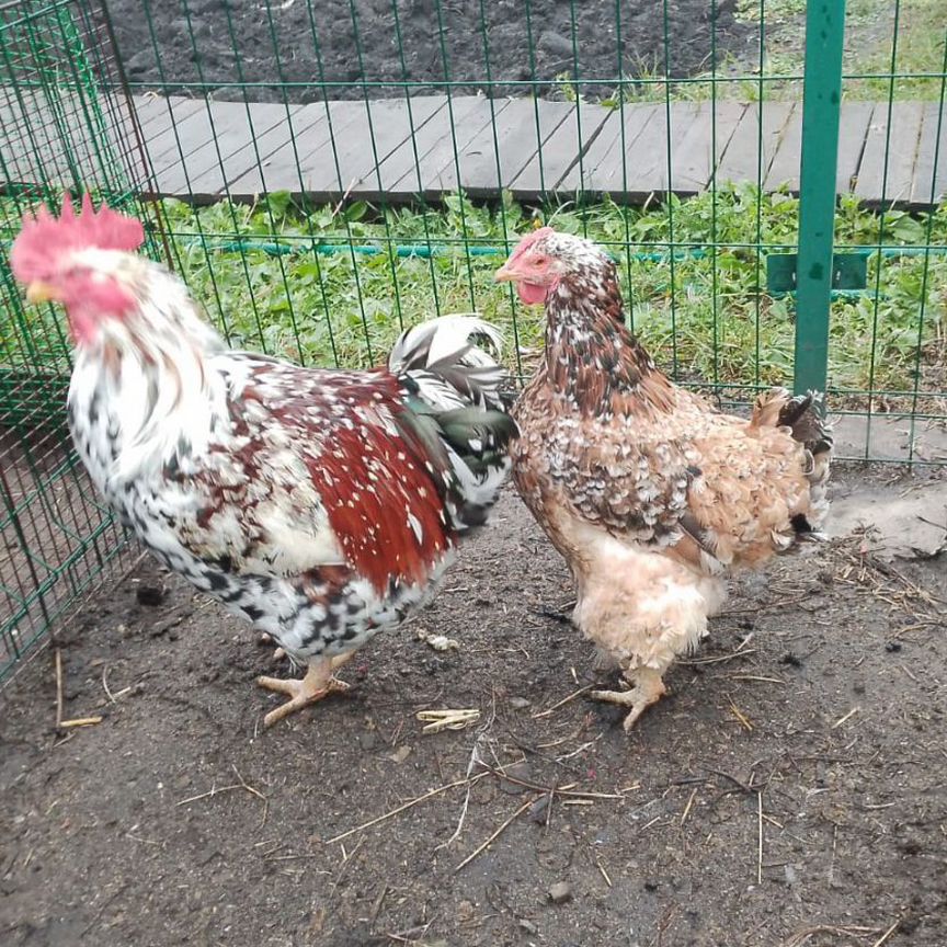 Куры домашние