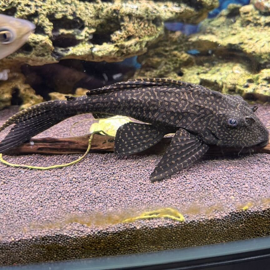 Парчовый сом