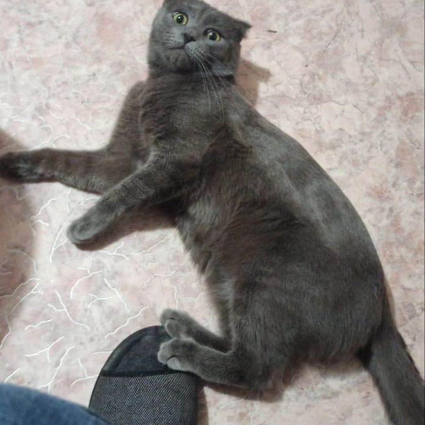 Вислоухий кот