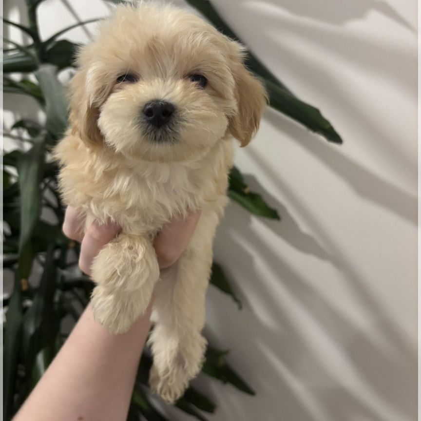 Мальтипу, щенок