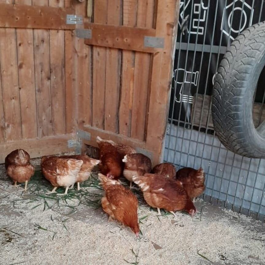 Куры несушки