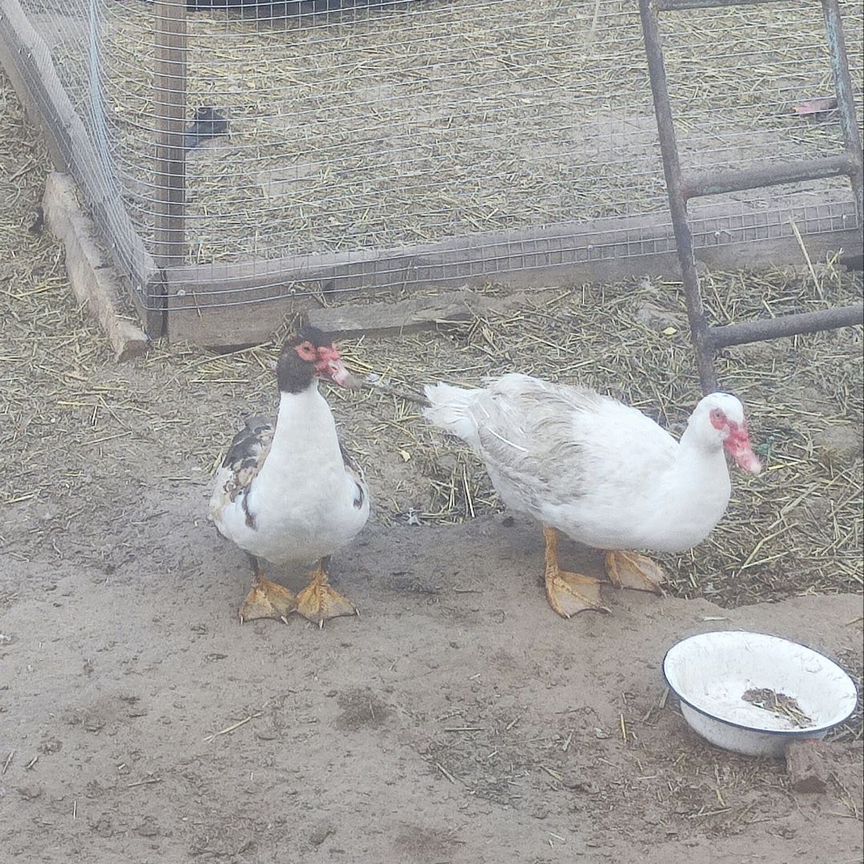 Продам уток