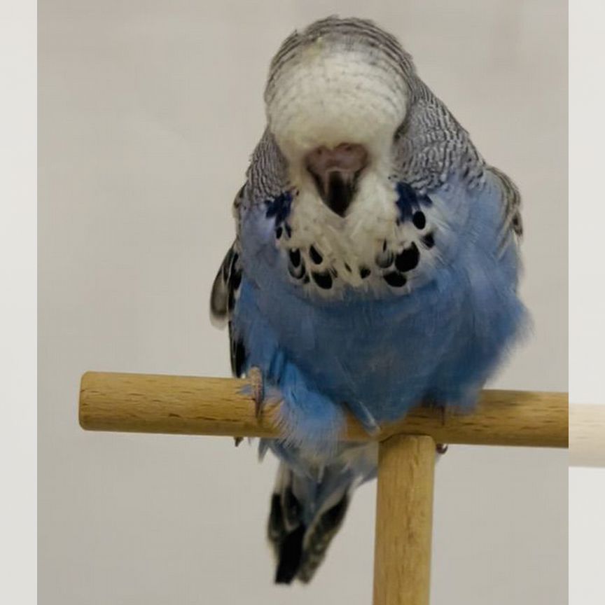 Выставочные волнистые попугаи. Чехи