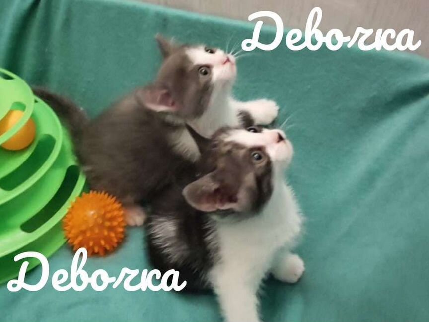 Забавные котята-девочки., 2,5 месяца