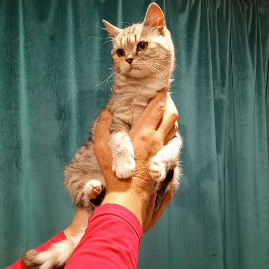Котёнок