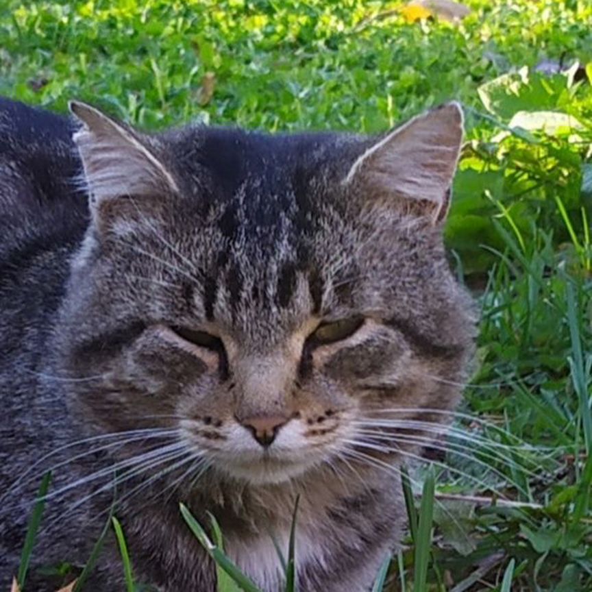 Кот Матроскин