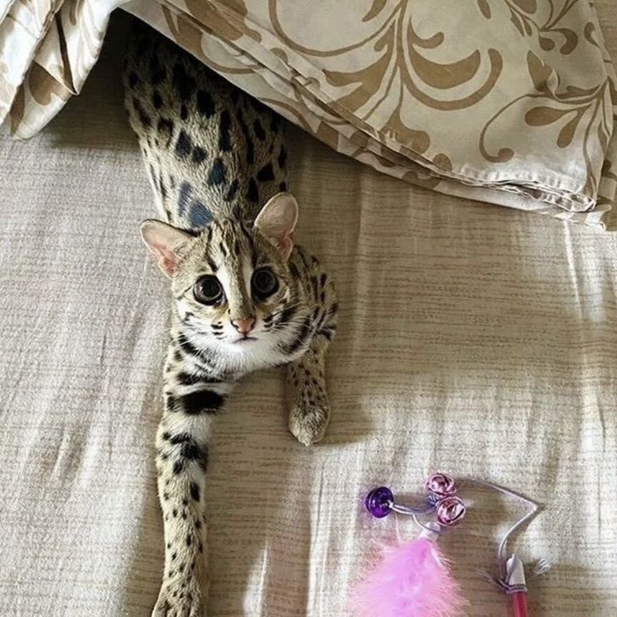 Алк ф1 гибрид бенгальской