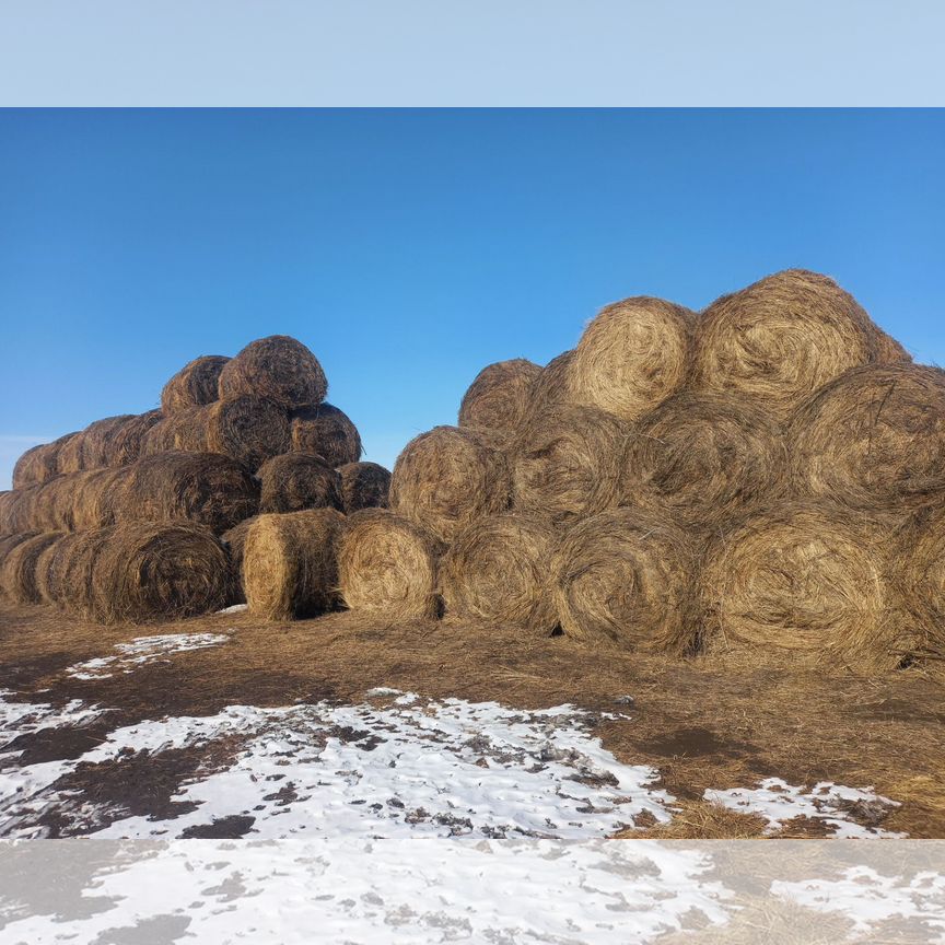 Продам сено в рулонах