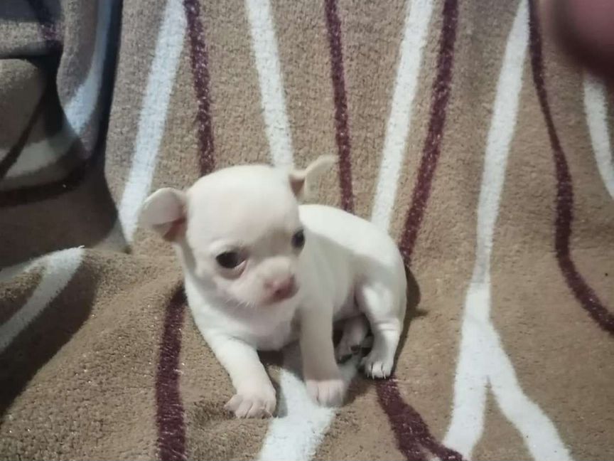 Маленькие собаки