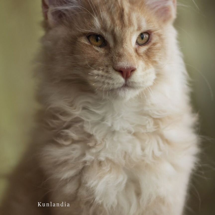 Мейн-кун полидакт